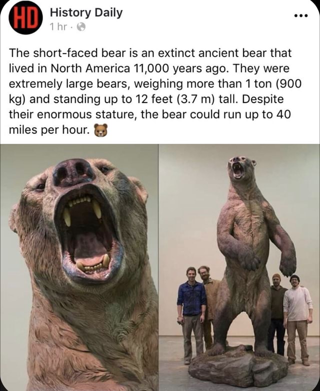 History Daily ht The short-faced bear is an extinct ancient bear that ...