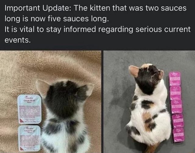 Important Update: The kitten that was two sauces long is now five ...