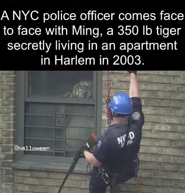 NYC police officer comes face to face with Ming, a 350 lb tiger ...