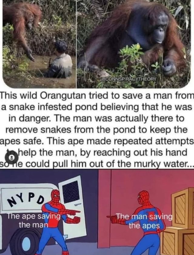 His wild Orangutan tried to save a man fro a snake infested pond ...