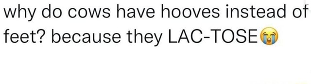 Why do cows have hooves instead of feet? because they LAC-TOSE - iFunny