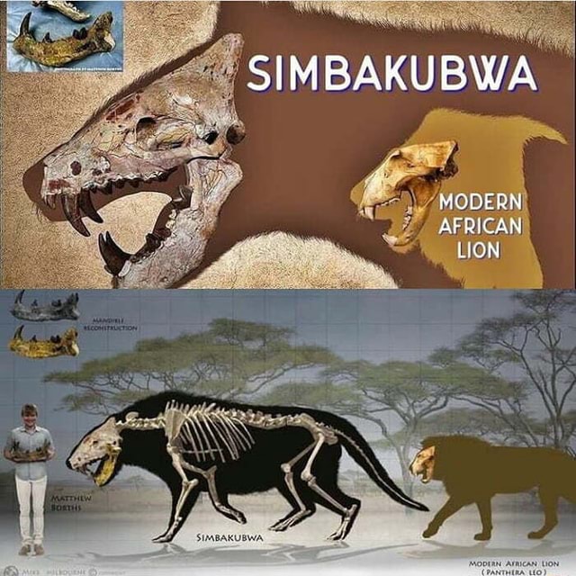 SIMBAKUBWA MODERN AFRICAN LION - iFunny