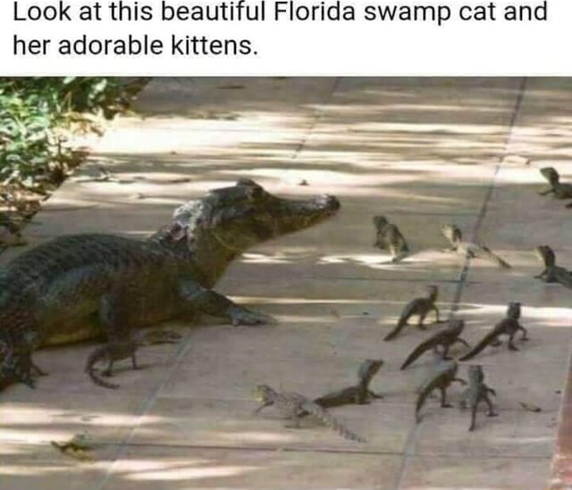 Look at this beautiful Florida swamp cat and her adorable kittens. - iFunny
