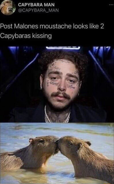 CAPYBARA MAN @CAPYBARA_MAN Post Malones moustache looks like 2 ...