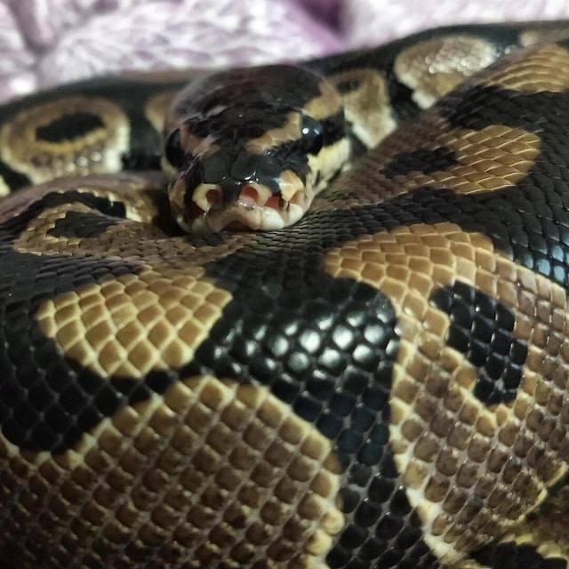 Luffy the ball python being a cute little plop! You can really see his ...