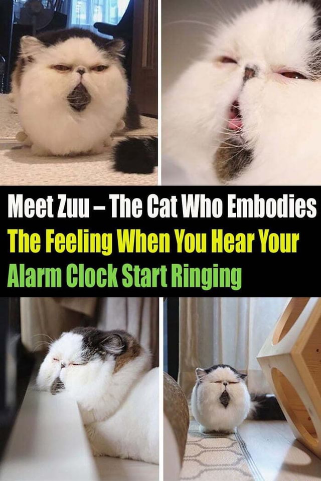 Meet Zuu The Cat Who Embodies The Feeling When You Hear Your Alarm ...