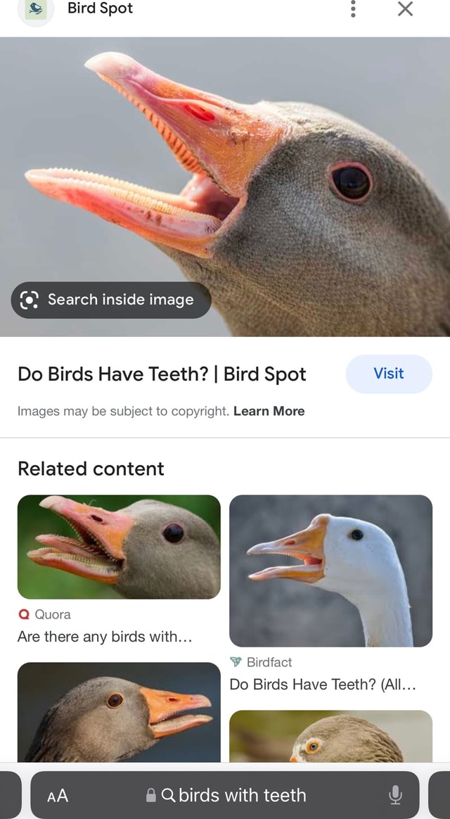& Bird Spot x Search inside image Do Birds Have Teeth? I Bird Spot ...