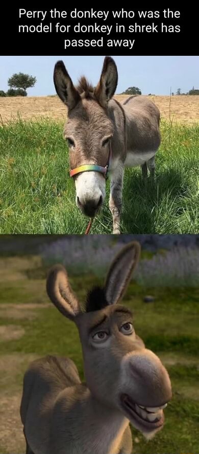 Perry the donkey who was the model for donkey in shrek has passed away ...