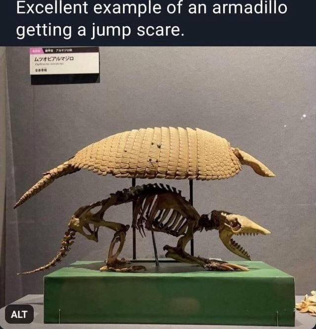 Excellent example of an armadillo getting a jump scare. ALT I I - iFunny