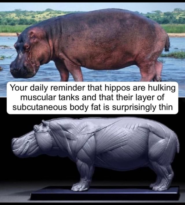 Your daily reminder that hippos are hulking muscular tanks and that ...