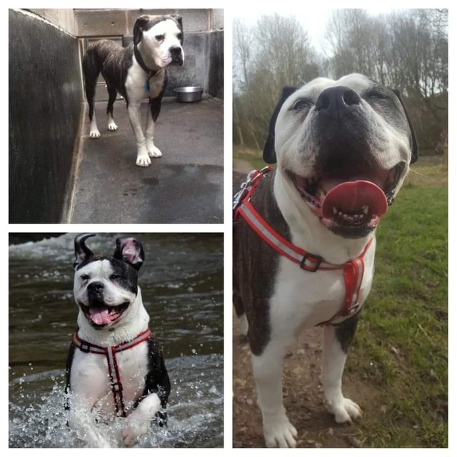 This is Pudding! Adopted six years ago and fattened up nicely, had to ...