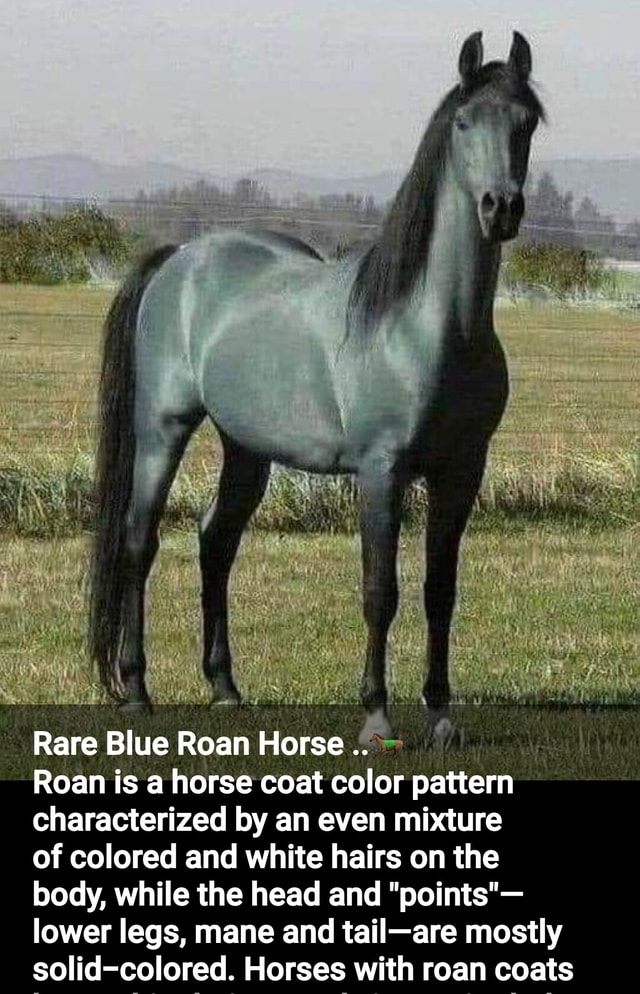 Rare Blue Roan Horse Roan is a horse coat color pattern characterized ...