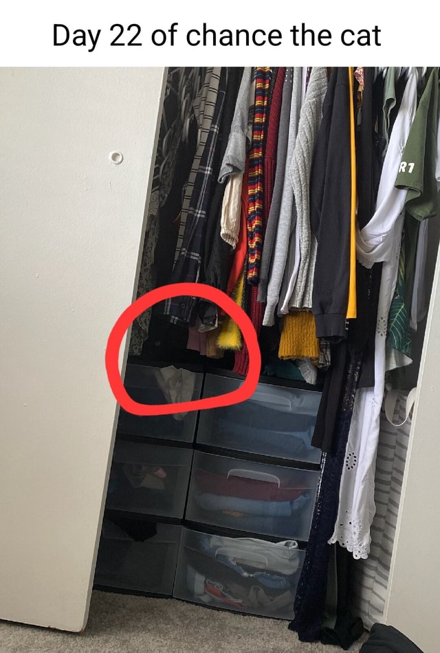 Day 22 of chance the cat hp 7 - iFunny