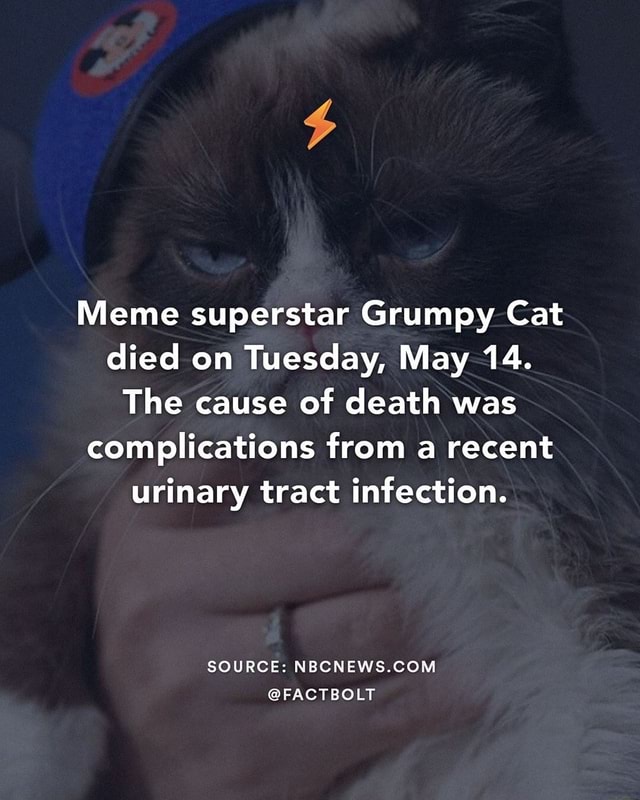Meme superstar Grumpy Cat died on Tuesday, May 14. The cause of death ...