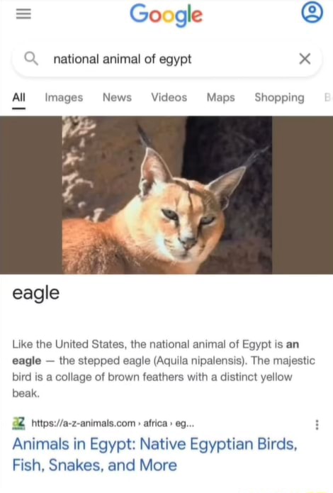 = Google Q national animal of egypt x All images News Videos Maps ...