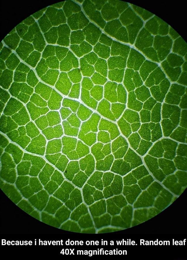 Because i havent done one in a while. Random leaf 40X magnification ...