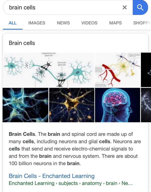 ALL IMAGES NEWS VIDEOS MAPS SHOF Brain Cells. The brain and spinal cord ...