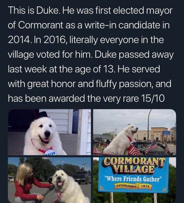 This is Duke. He was first elected mayor of Cormorant as a write-in ...