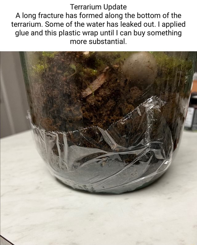 Terrarium Update A long fracture has formed along the bottom of the ...