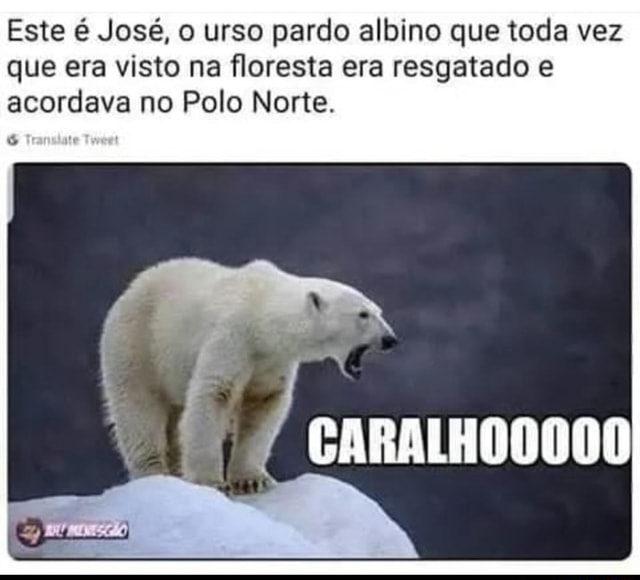 Este é José, o urso pardo albino que toda vez que era visto na floresta ...