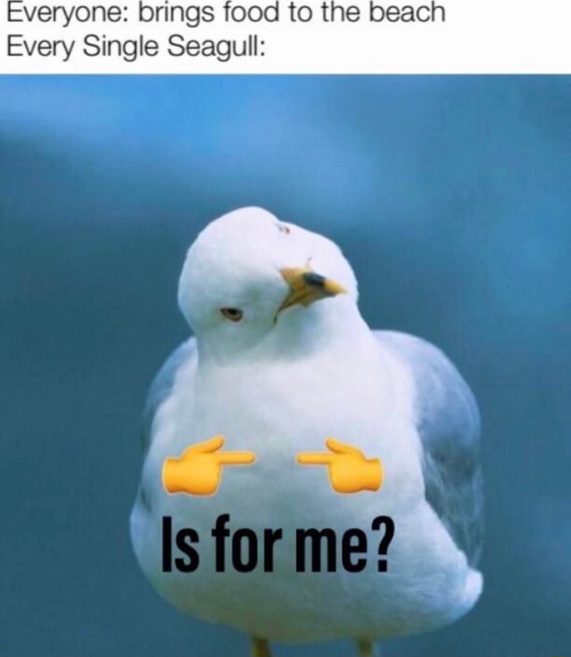 Veryone: brings food to the beach Every Single Seagull: me? - iFunny
