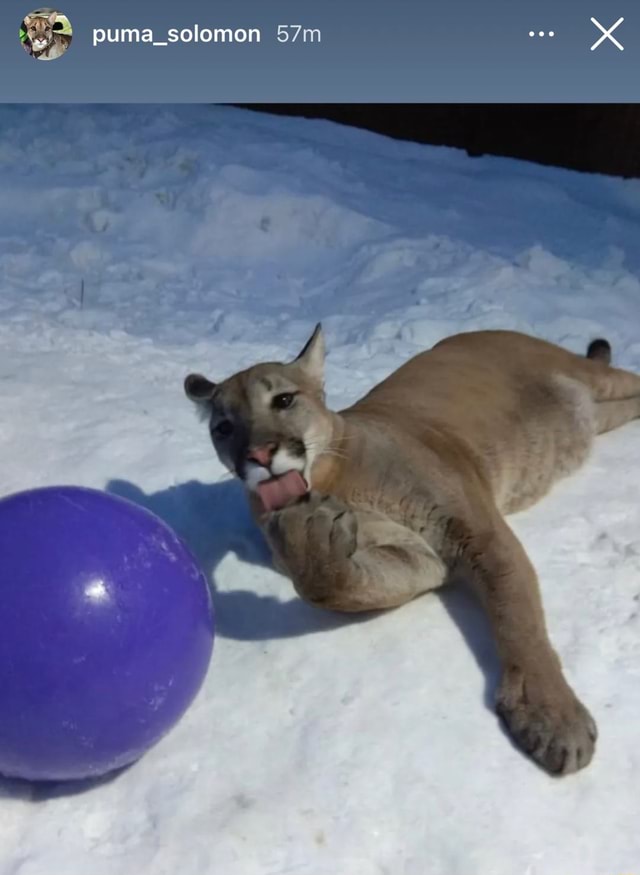 Puma solomon - iFunny