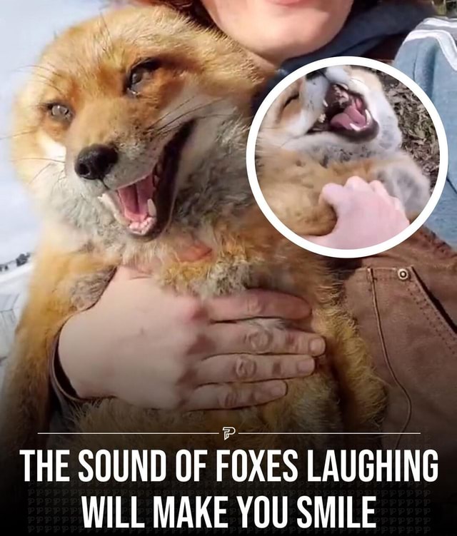 Did you know Foxes giggle?? This will boost your serotonin levels 😃🦊 ...