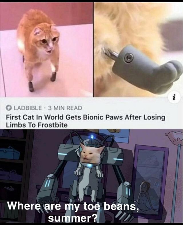) LADBIBLE MIN READ First Cat In World Gets Bionic Paws After Losing ...