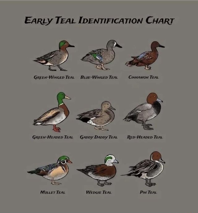EARLY TEAL IDENTIFICATION CHART Greee-Wincen Tea Bius-Wincen Teat ...