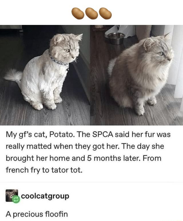 My gf's cat, Potato. The SPCA said her fur was really matted when they ...