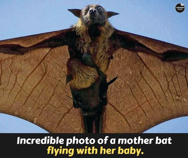 Incredible photo of a mother bat flying with her baby. - America’s best ...