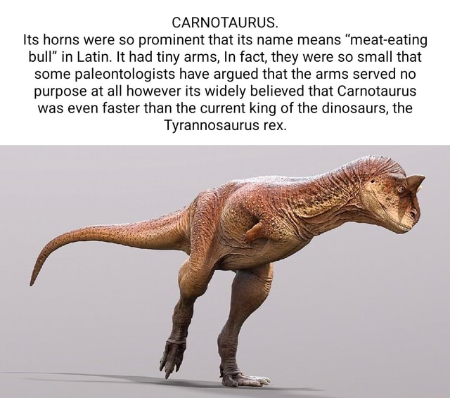 CARNOTAURUS. Its horns were so prominent that its name means "meat ...