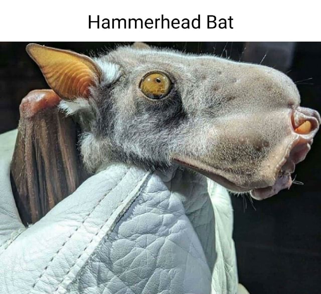 Hammerhead Bat I I - iFunny