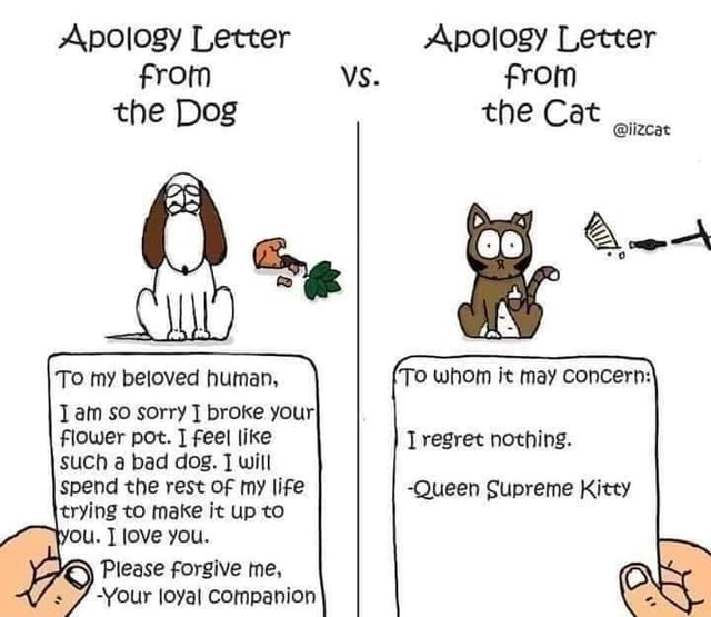 Apology Letter Apology Letter from vs. from the Dog the Cat @iizcat To ...