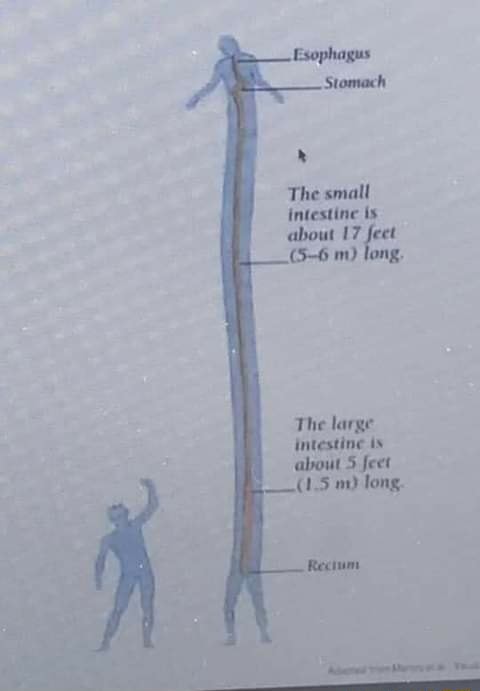 The small intestine about OF feet The large intestine is - iFunny