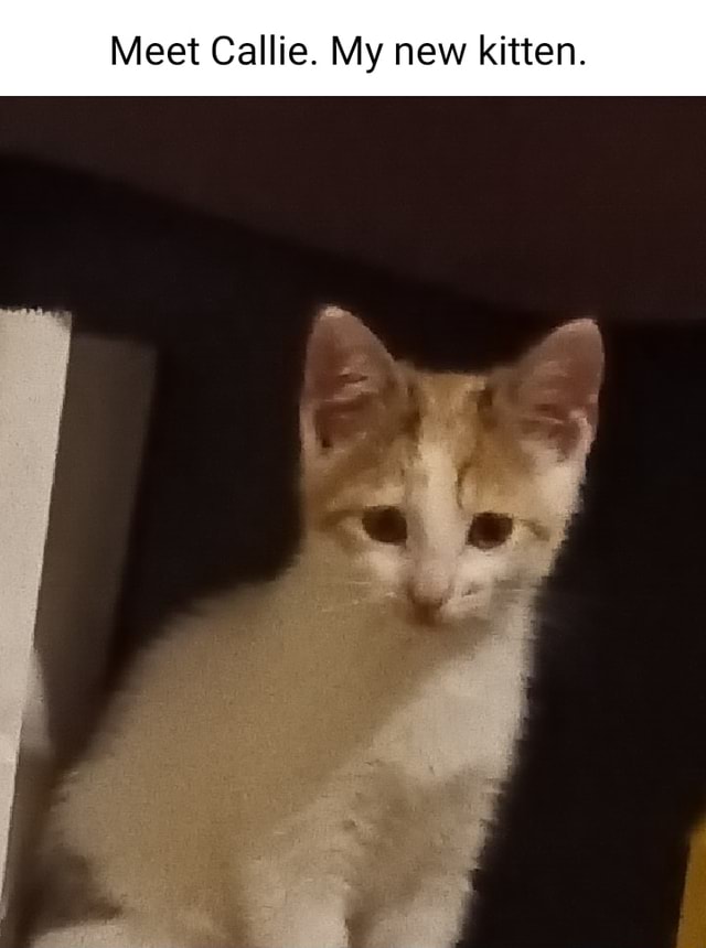 Meet Callie. My new kitten. - iFunny