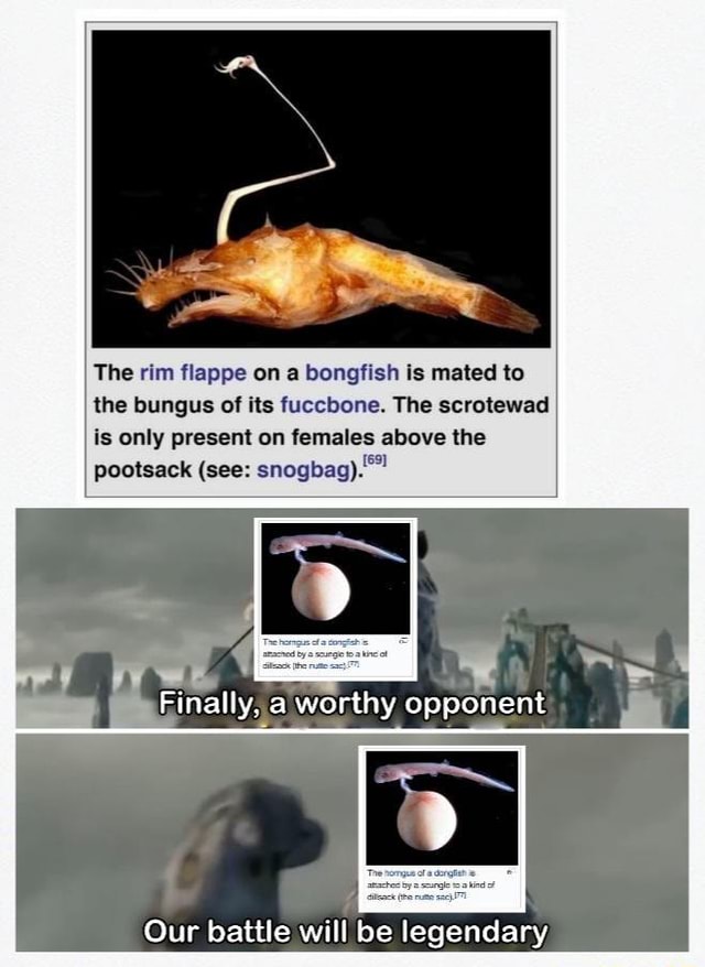 The rim flappe on a bongfish is mated to the bungus of its fuccbone ...