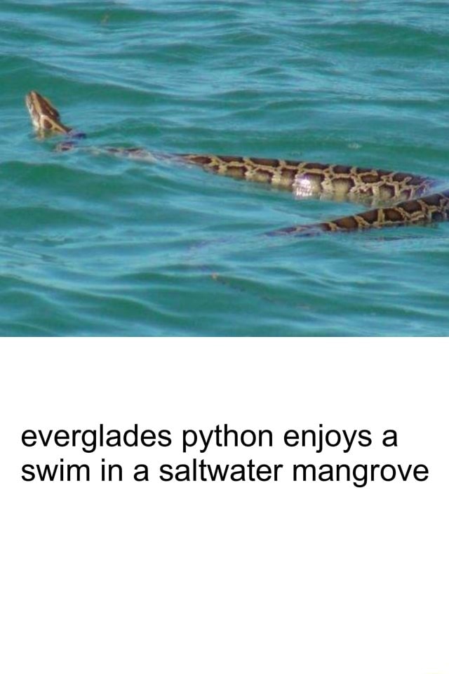 Everglades python enjoys a swim in a saltwater mangrove - iFunny