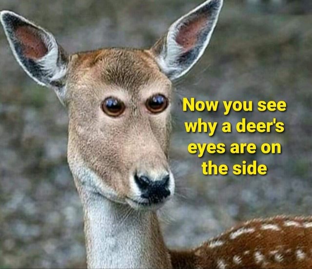 Now you see ~ why a deer's eyes are on the side - iFunny