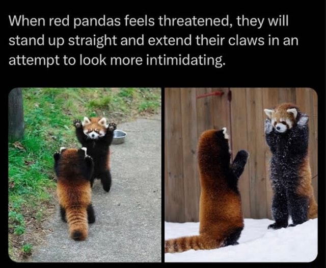 When red pandas feels threatened, they will stand up straight and ...