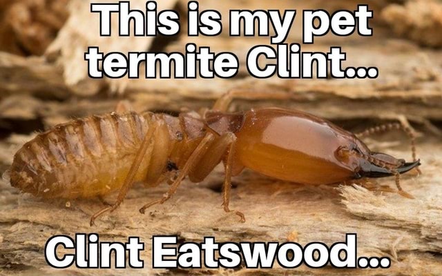This is my pet termite Clint... Clint Eatswood... - iFunny