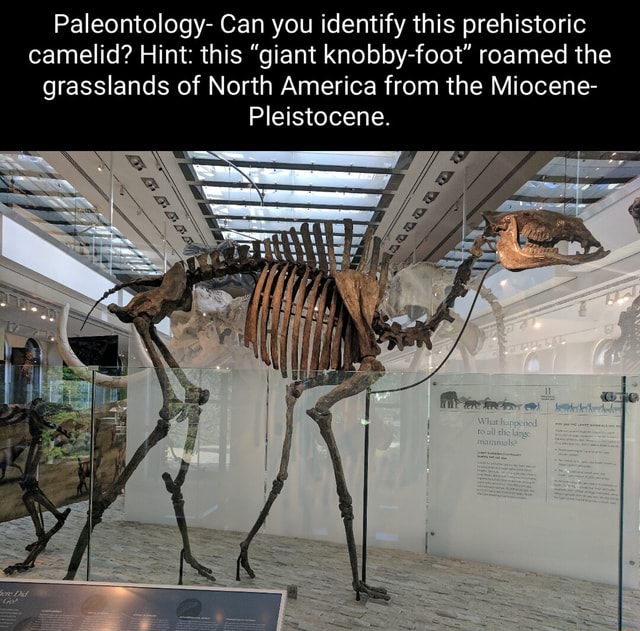 Paleontology- Can you identify this prehistoric camelid? Hint: this ...