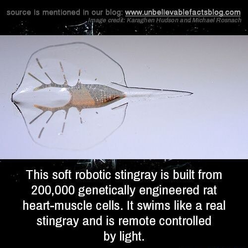 Is This soft robotic stingray is built from 200,000 genetically ...