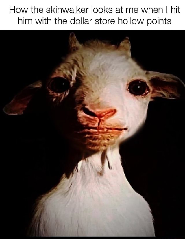 How the skinwalker looks at me when I hit him with the dollar store ...