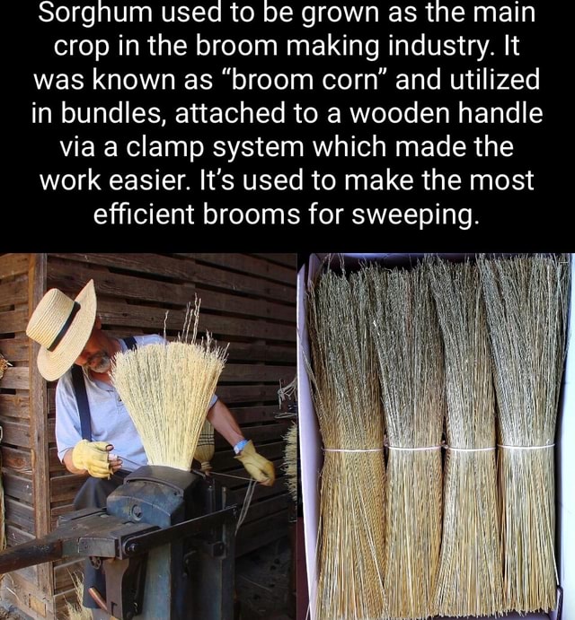 Sorghum used to be grown as the main crop in the broom making industry ...