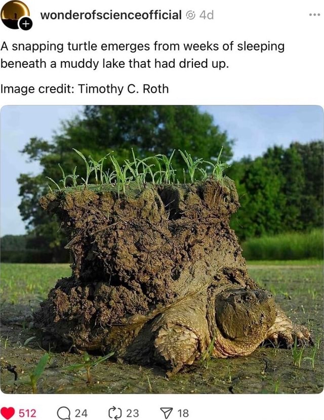 A snapping turtle emerges from weeks of sleeping beneath a muddy lake ...