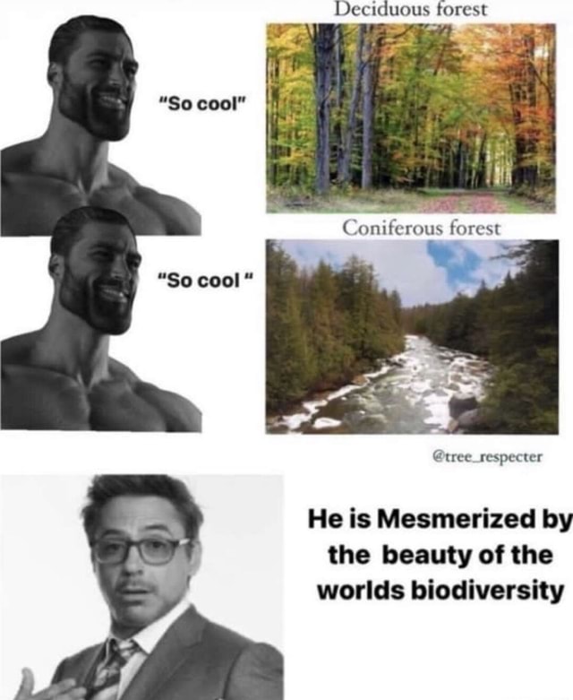 Deciduous torest Coniferous forest Cool!" "So cool" tree respecter He ...