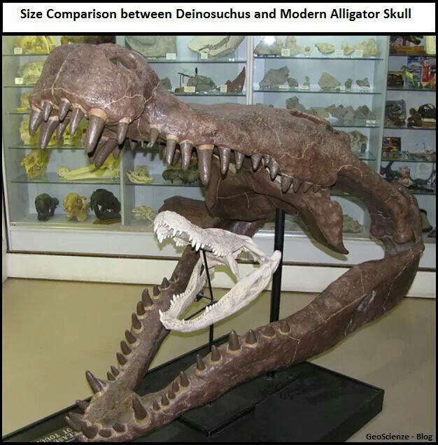 Size Comparison between Deinosuchus and Modern Alligator Skull - )