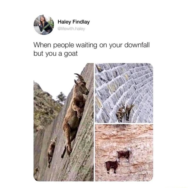 Haley Findlay When people waiting on your downfall but you a goat - iFunny