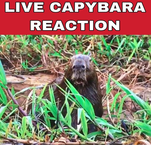 LIVE CAPYBARA REACTION - iFunny